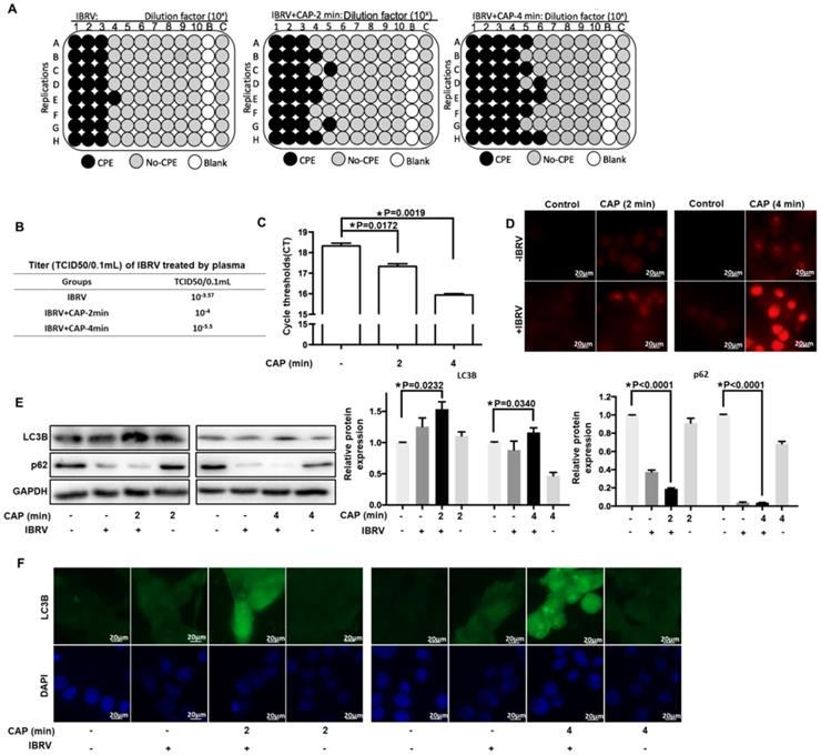 Cold Atmospheric Plasma Boosts Virus Multiplication via EGFR(Tyr1068 ...