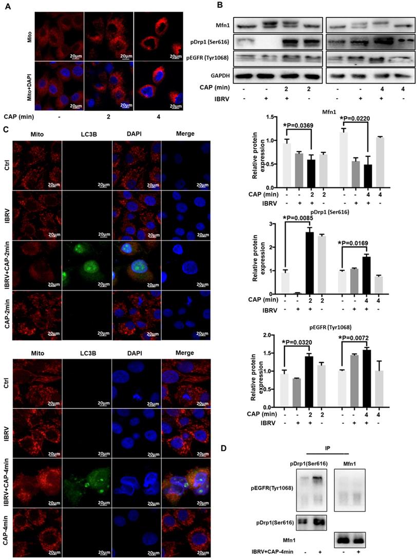Cold Atmospheric Plasma Boosts Virus Multiplication via EGFR(Tyr1068 ...