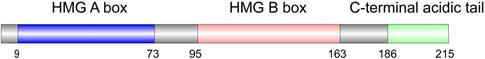Targeting HMGB1: An available Therapeutic Strategy for Breast Cancer ...