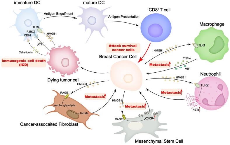 Targeting HMGB1: An available Therapeutic Strategy for Breast Cancer Therapy