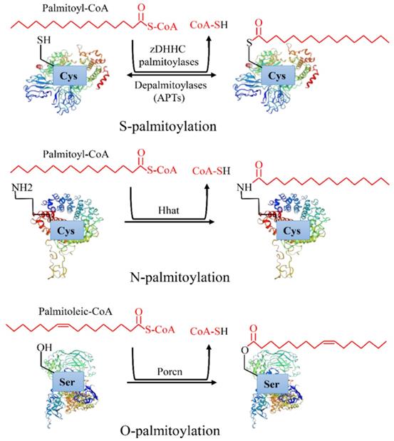 Emerging roles of protein palmitoylation and its modifying enzymes in ...
