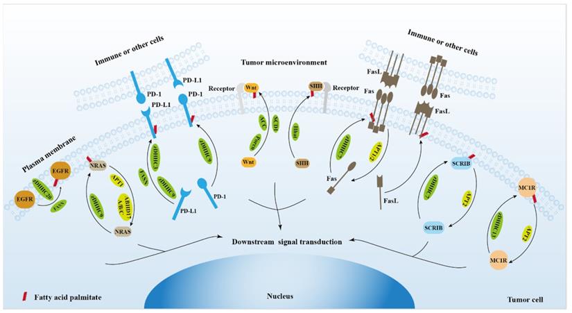 Emerging roles of protein palmitoylation and its modifying enzymes in ...
