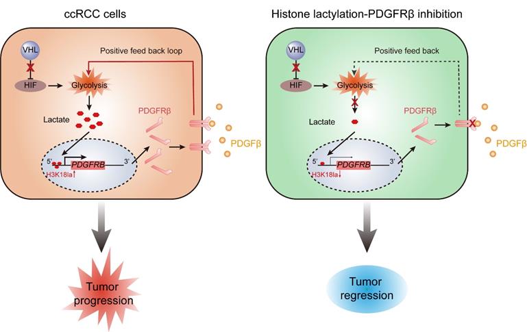 A Positive Feedback Loop between Inactive VHL-Triggered Histone ...