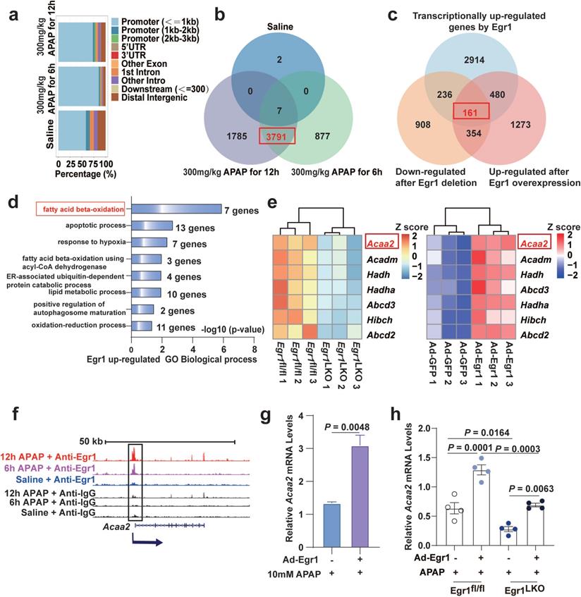 Egr1 confers protection against acetaminophen‑induced hepatotoxicity ...