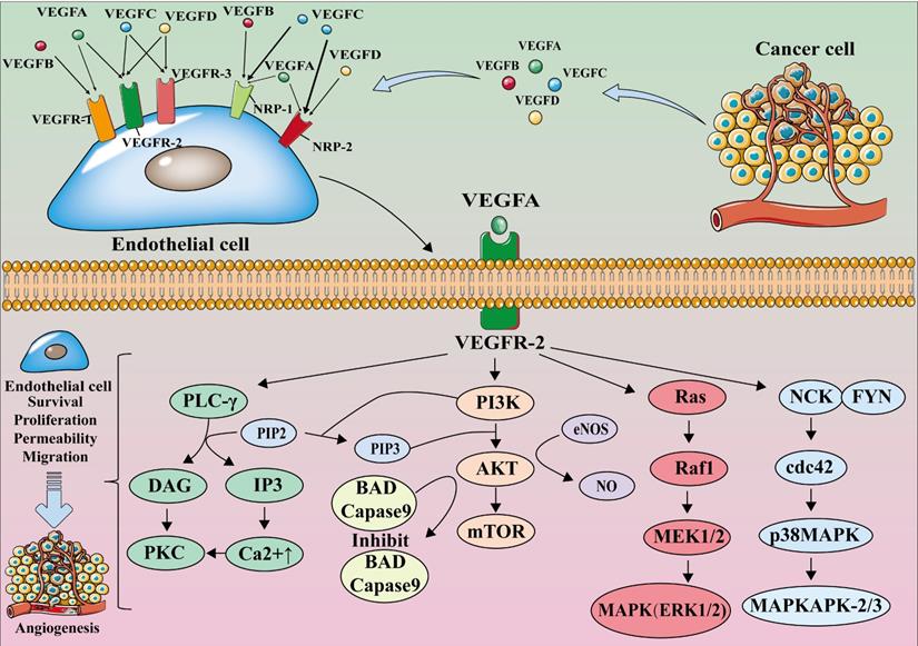 VEGF/VEGFR-Targeted Therapy and Immunotherapy in Non-small Cell Lung ...