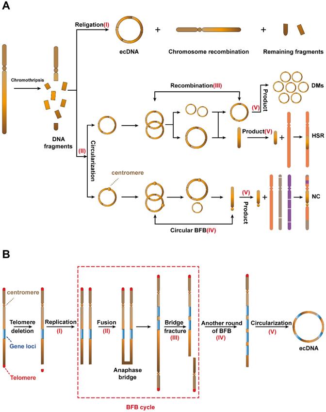 Pioneering insights of extrachromosomal DNA (ecDNA) generation, action ...