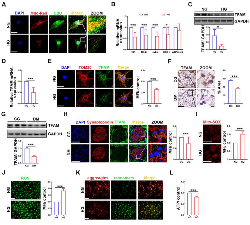 AKAP1 contributes to impaired mtDNA replication and mitochondrial ...