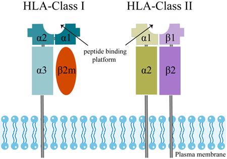 Human leukocyte antigens: the unique expression in trophoblasts and ...