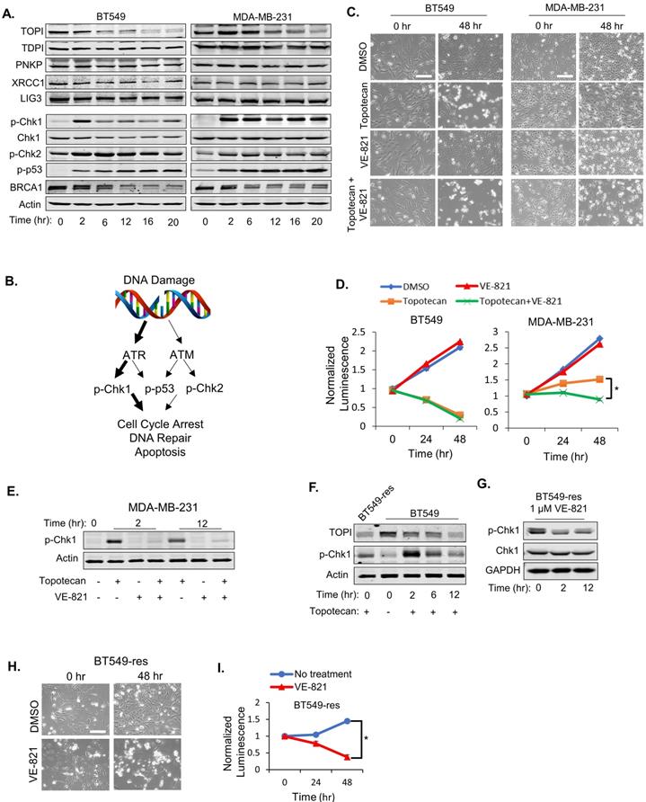 TOP1 inhibition induces bifurcated JNK/MYC signaling that dictates ...