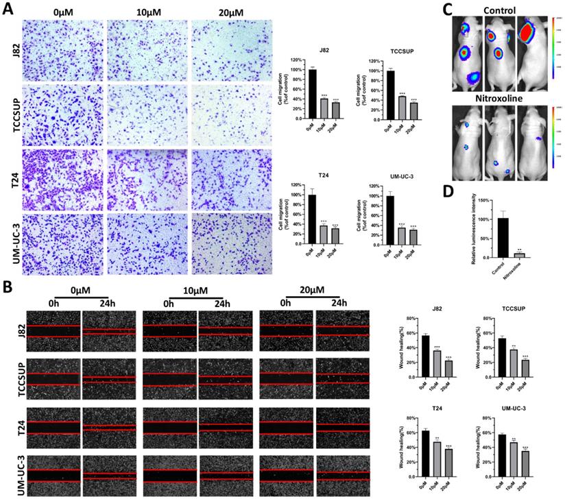 Nitroxoline suppresses metastasis in bladder cancer via EGR1/circNDRG1 ...