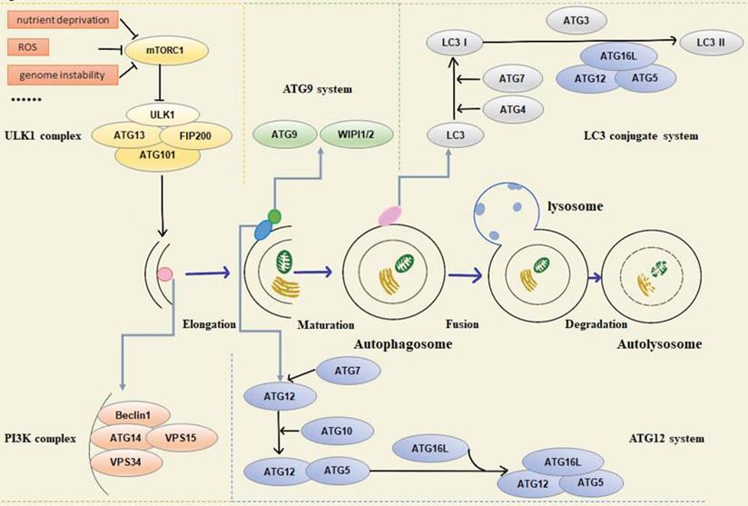Autophagy-related Proteins in Genome Stability: Autophagy-Dependent and ...