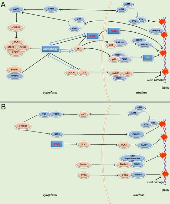 Autophagy-related Proteins in Genome Stability: Autophagy-Dependent and ...