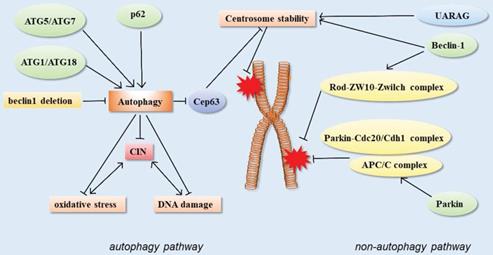Autophagy-related Proteins in Genome Stability: Autophagy-Dependent and ...
