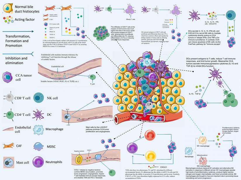 Tumor Microenvironment and its Implications for Antitumor Immunity in ...