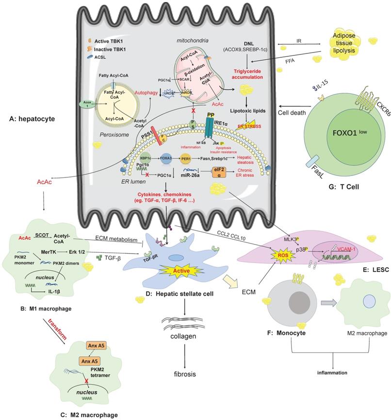Mouse models of nonalcoholic fatty liver disease (NAFLD ...
