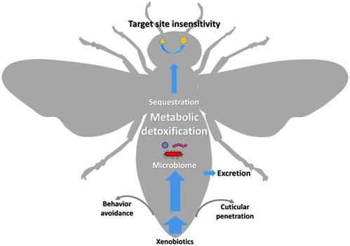 Functional and Structural Diversity of Insect Glutathione S ...
