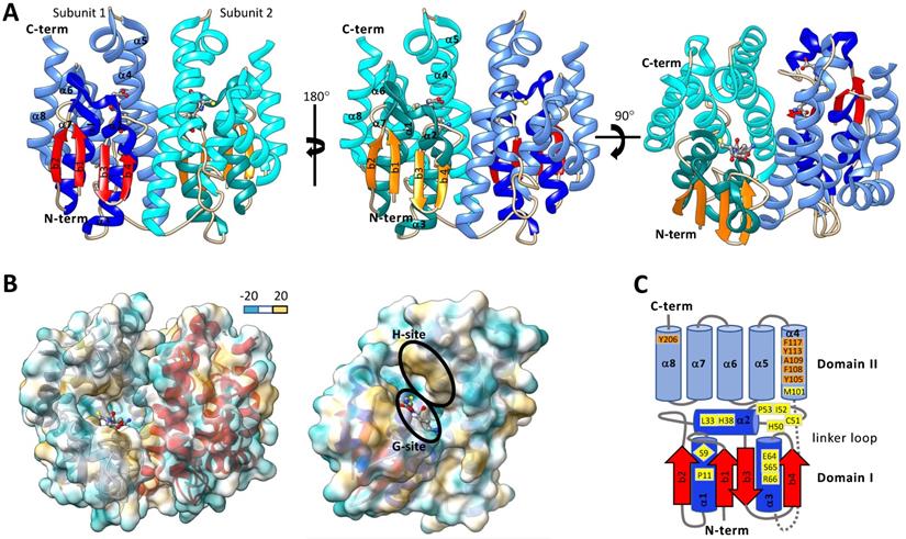 Functional and Structural Diversity of Insect Glutathione S ...