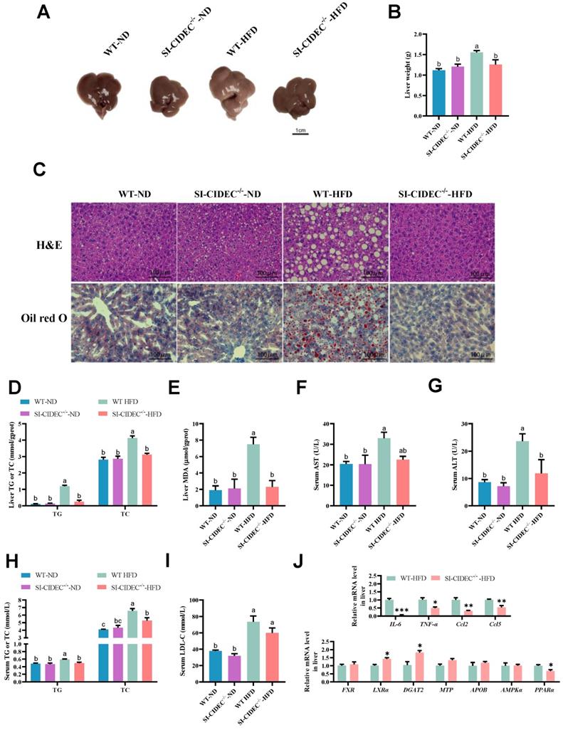 Small Intestine-specific Knockout of CIDEC Improves Obesity and Hepatic ...