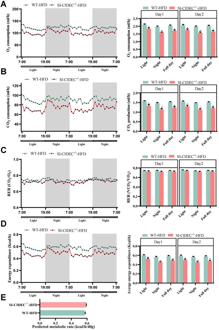 Small Intestine-specific Knockout of CIDEC Improves Obesity and Hepatic ...