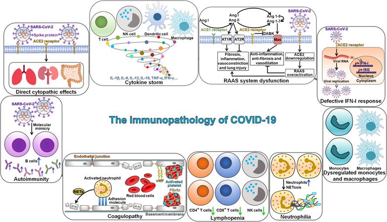 Pyroptotic cell death in SARS-CoV-2 infection: revealing its roles ...