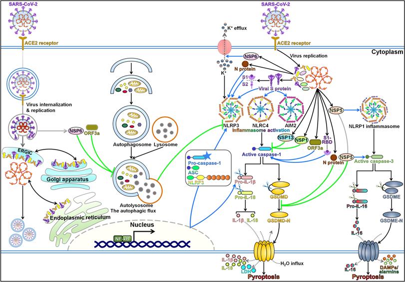 Pyroptotic cell death in SARS-CoV-2 infection: revealing its roles ...