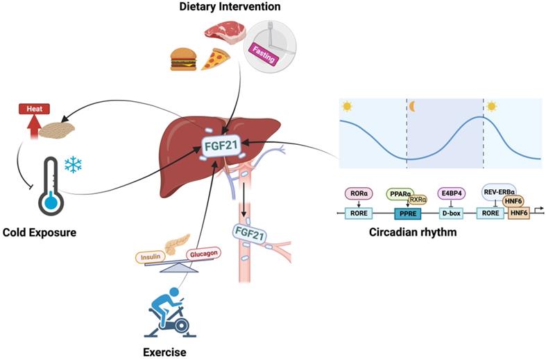 Hepatic FGF21: Its Emerging Role in Inter-Organ Crosstalk and Cancers