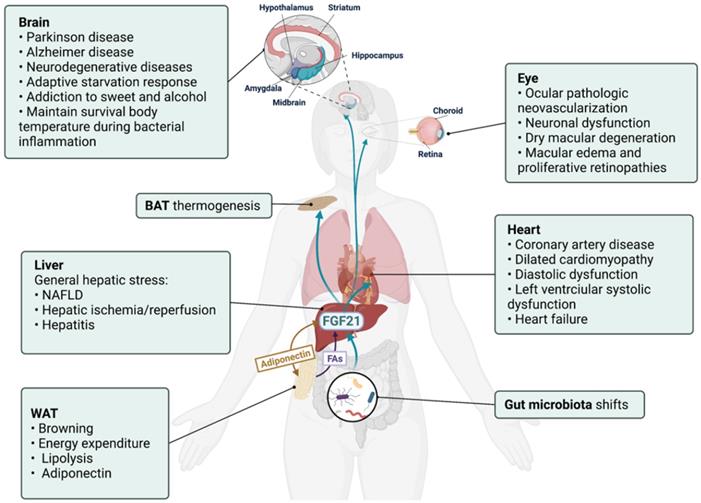 Hepatic FGF21: Its Emerging Role in Inter-Organ Crosstalk and Cancers