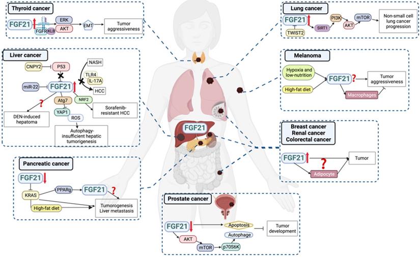 Hepatic FGF21: Its Emerging Role in Inter-Organ Crosstalk and Cancers