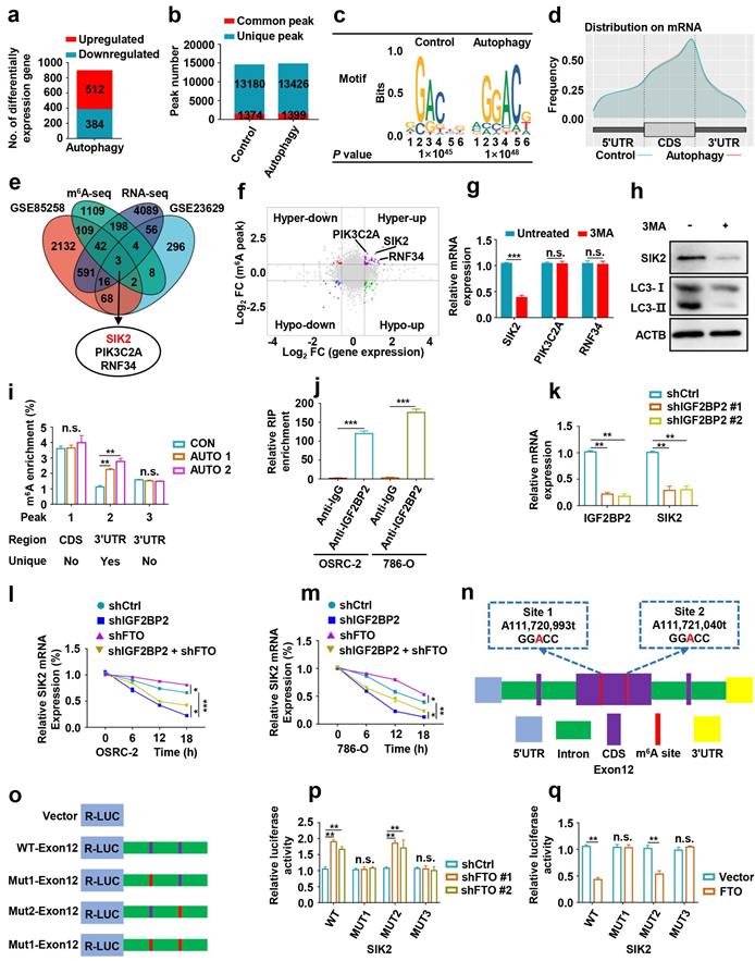FTO-mediated autophagy promotes progression of clear cell renal cell ...