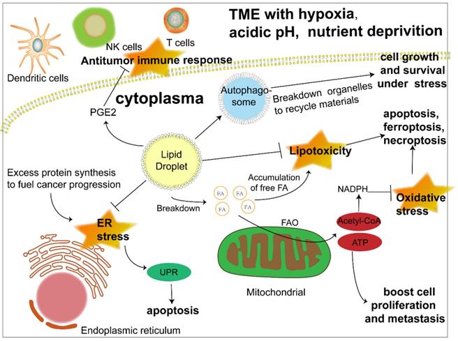 Adding fuel to the fire: The lipid droplet and its associated proteins ...