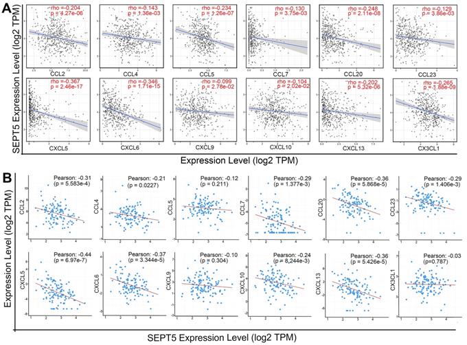 Downregulation of SEPTIN5 inhibits prostate cancer progression by ...