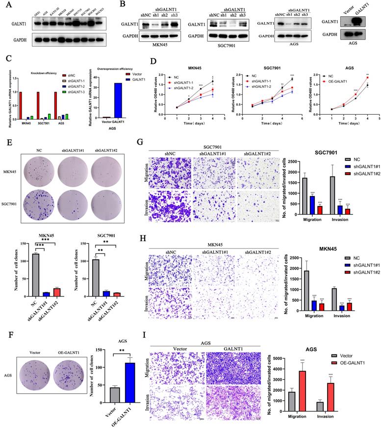 GALNT1 Enhances Malignant Phenotype of Gastric Cancer via Modulating ...