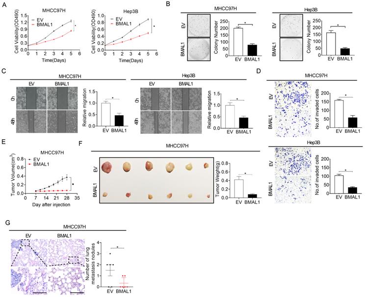 Down-regulation of BMAL1 by MiR-494-3p Promotes Hepatocellular ...