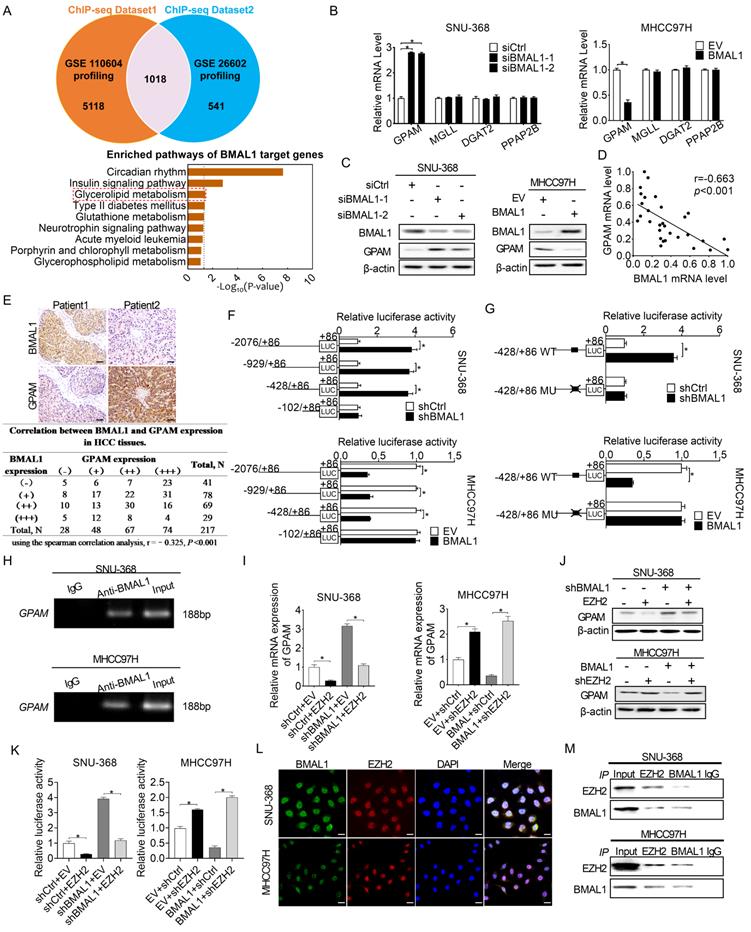 Down-regulation of BMAL1 by MiR-494-3p Promotes Hepatocellular ...