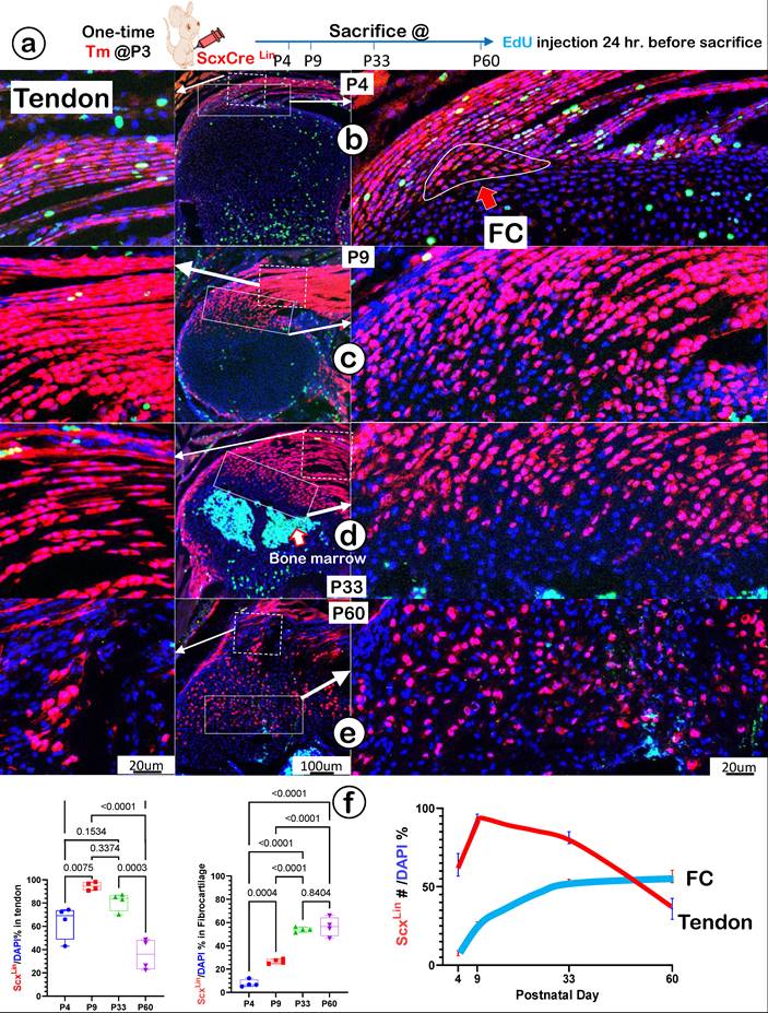 Tendon Cells Root Into (Instead of Attach to) Humeral Bone Head via ...