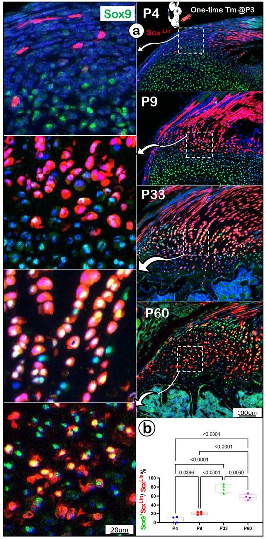 Tendon Cells Root Into (Instead of Attach to) Humeral Bone Head via ...
