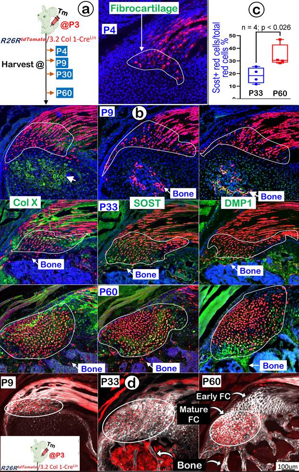 Tendon Cells Root Into (Instead of Attach to) Humeral Bone Head via ...
