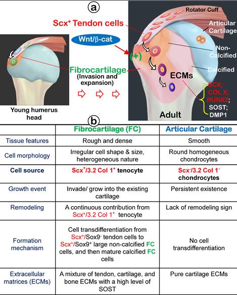 Tendon Cells Root Into (Instead of Attach to) Humeral Bone Head via ...