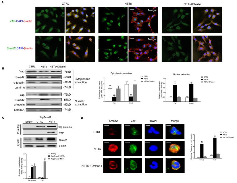 Neutrophil Extracellular Traps Delay Diabetic Wound Healing by Inducing ...