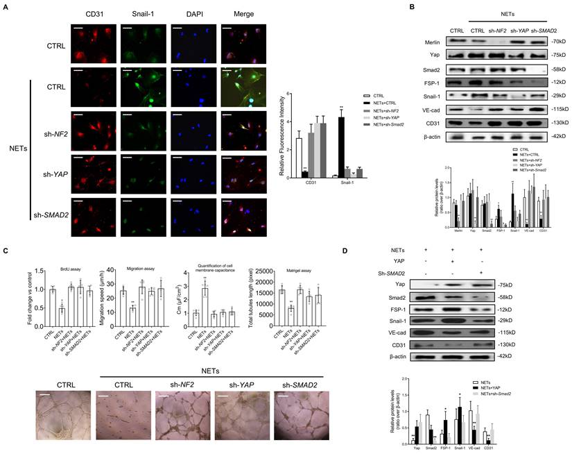 Neutrophil Extracellular Traps Delay Diabetic Wound Healing by Inducing ...