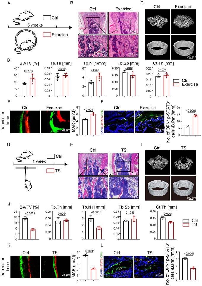 Exercise maintains bone homeostasis by promoting osteogenesis through STAT3