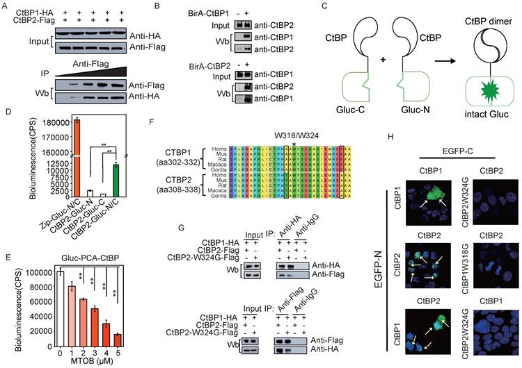 Metabolic modulation of CtBP dimeric status impacts the repression of ...