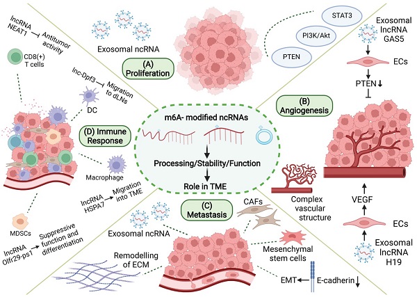 Crosstalk Between N6 Methyladenosine M6a Modification And Noncoding