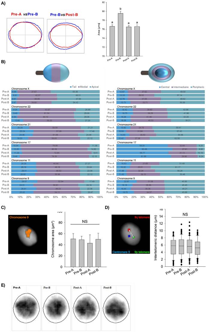 Cytochalasin D restores nuclear size acting on F-actin and IZUMO1 ...