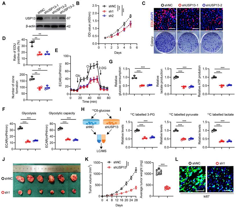 Deubiquitinase USP13 regulates glycolytic reprogramming and progression ...