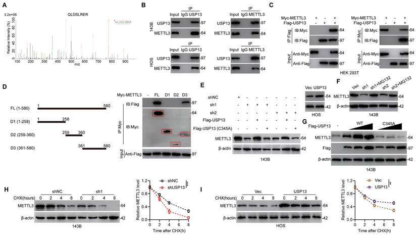 Deubiquitinase USP13 regulates glycolytic reprogramming and progression ...