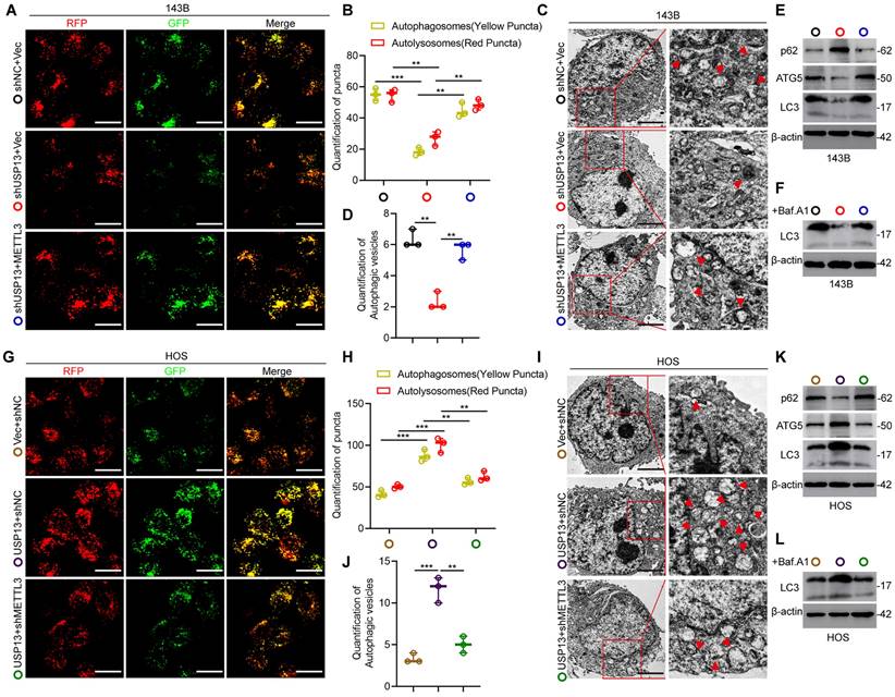 Deubiquitinase USP13 regulates glycolytic reprogramming and progression ...