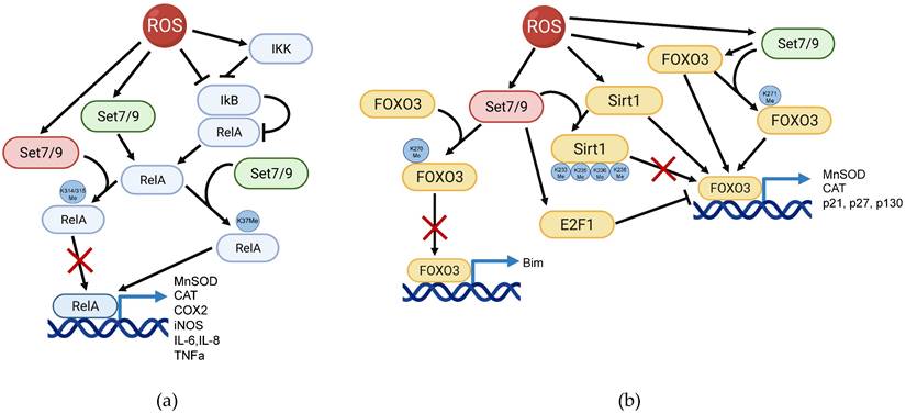 Methyltransferase Set7/9 as a Multifaceted Regulator of ROS Response