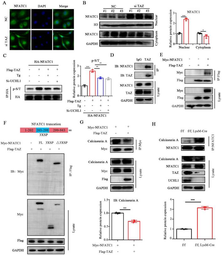The deubiquitinase UCHL1 negatively controls osteoclastogenesis by ...