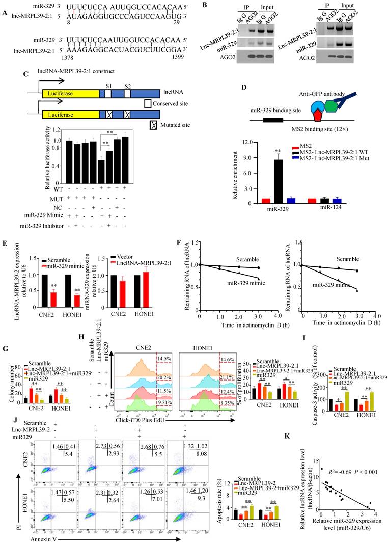 Upregulated Long Non-coding RNA Lnc-MRPL39-2:1 Induces the Growth and ...